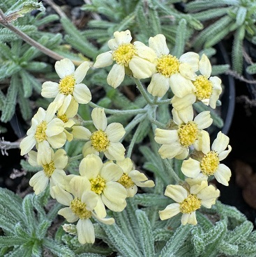 Pottertons Nursery - Achillea 'King Alfred'