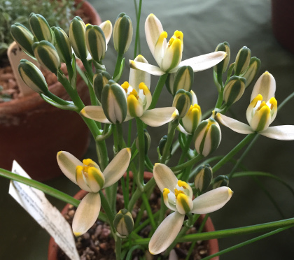 Pottertons Nursery - Albuca humilis
