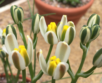 Pottertons Nursery - Albuca