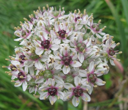 Pottertons Nursery - Allium