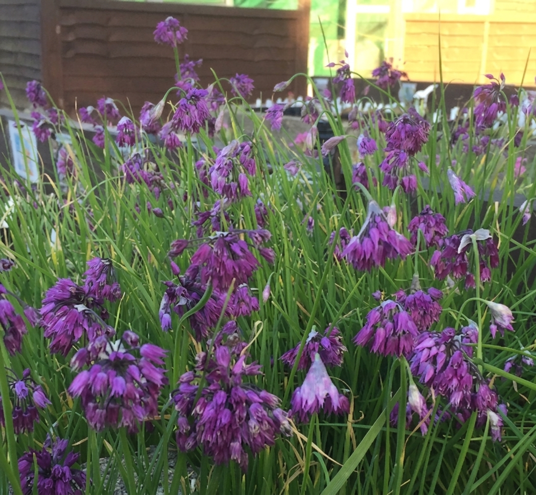 Pottertons Nursery - Allium cyathophorum var farreri