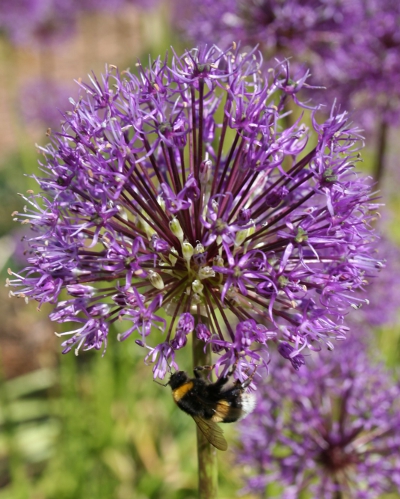 Pottertons Nursery - Allium jesdianum 'Shing'