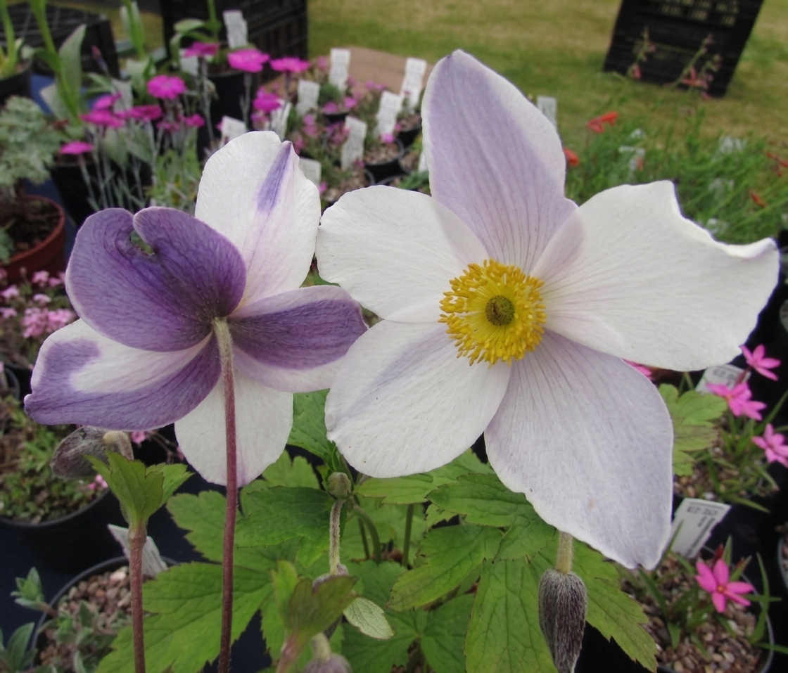 Pottertons Nursery - Anemone 'Wild Swan'
