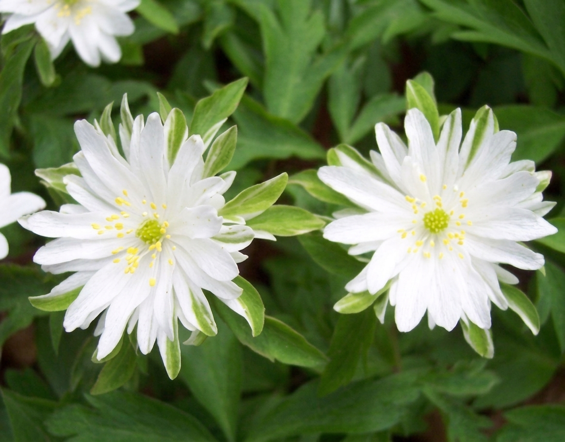 Pottertons Nursery - Anemone nemorosa 'Bracteata Plena'