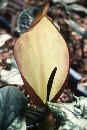 Pottertons Nursery - Arum orientale