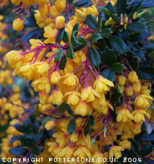 Pottertons Nursery - Berberis x stenophylla 'Corallina Compacta'