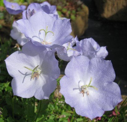 Pottertons Nursery - Campanula