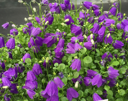 Pottertons Nursery - Campanula