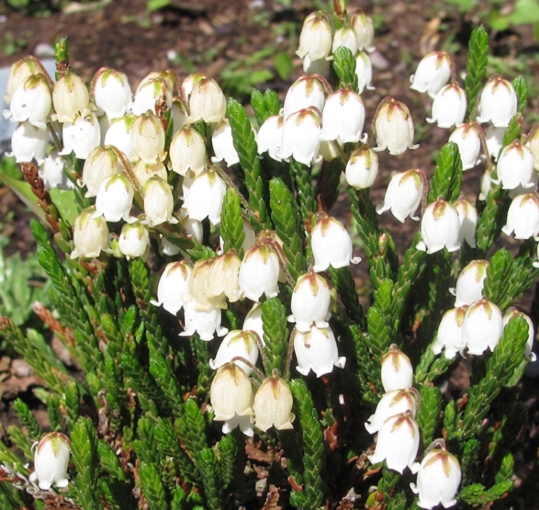 Pottertons Nursery - Cassiope