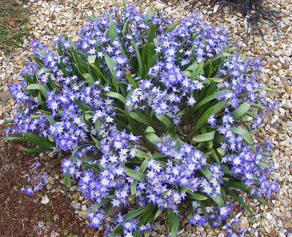 Pottertons Nursery - Chionodoxa forbesii 'Blue Giant'