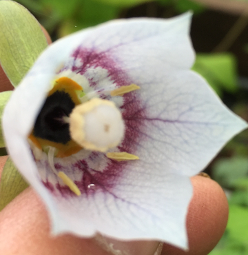 Pottertons Nursery - Codonopsis clematidea