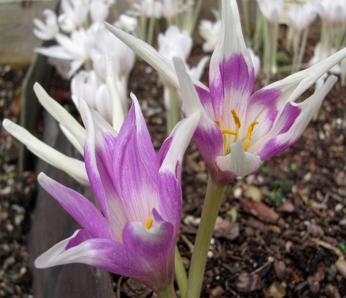 Pottertons Nursery - Colchicum Harlekijn