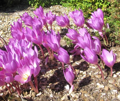 Pottertons Nursery - Colchicum