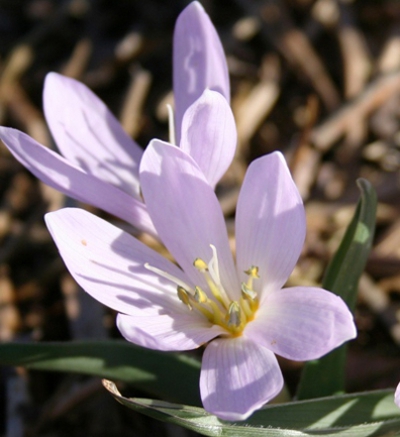 Pottertons Nursery - Colchicum hungaricum 1074/20