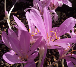 Pottertons Nursery - Colchicum tenorei