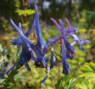 Pottertons Nursery - Corydalis elata