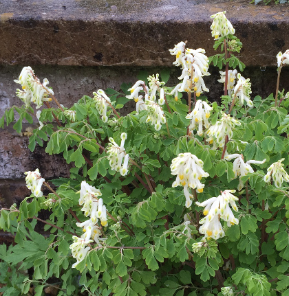 Pottertons Nursery - Corydalis ochroleuca