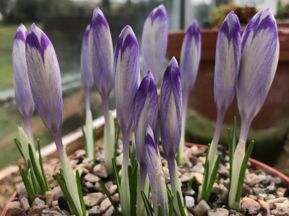 Pottertons Nursery - Crocus species Spring