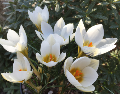 Pottertons Nursery - Crocus chrysanthus 'Snow Bunting'