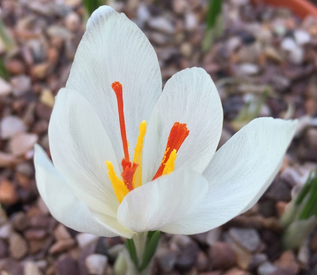 Pottertons Nursery - Crocus assumaniae (AUT)