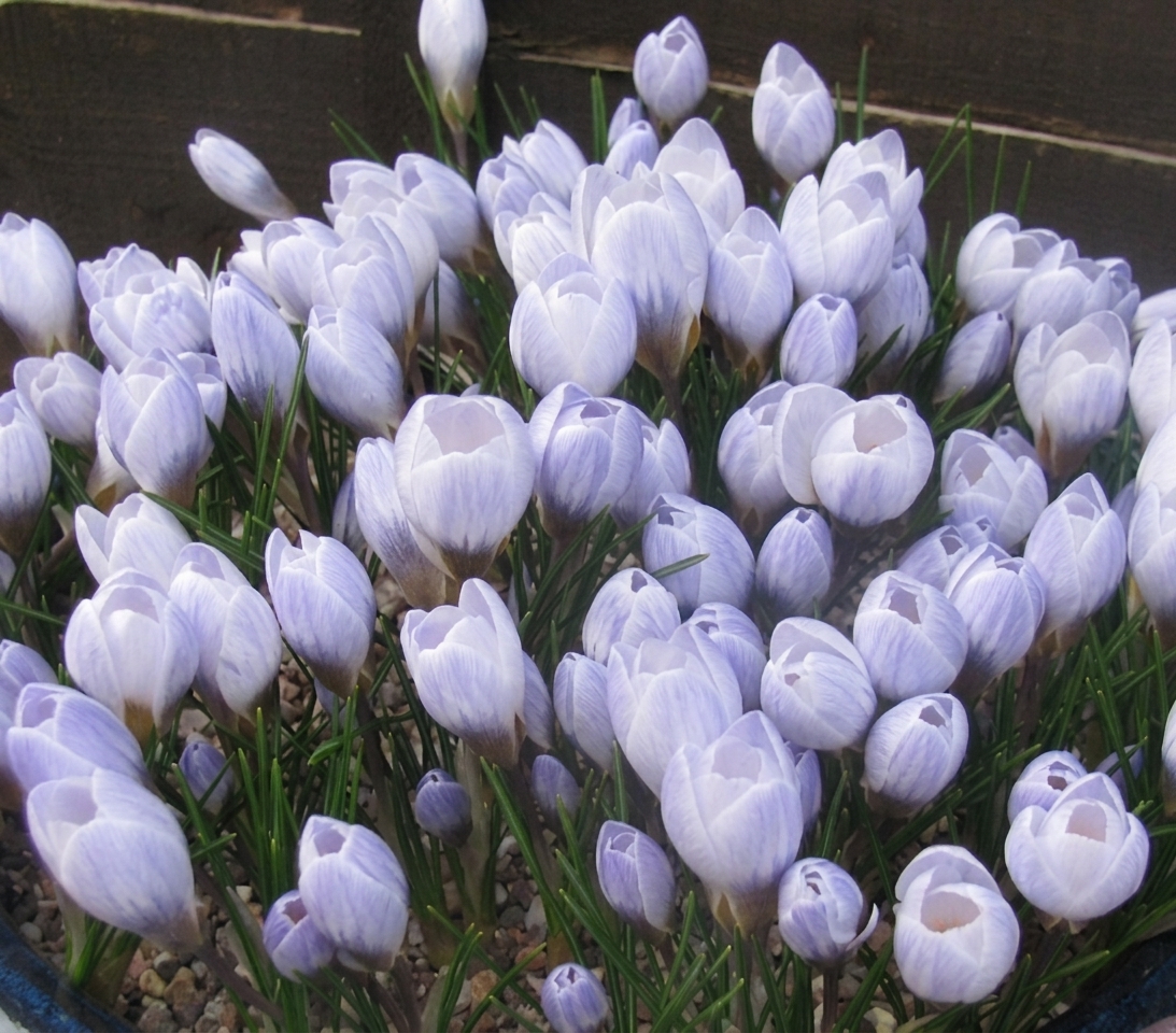 Pottertons Nursery - Crocus chrysanthus 'Blue Pearl'