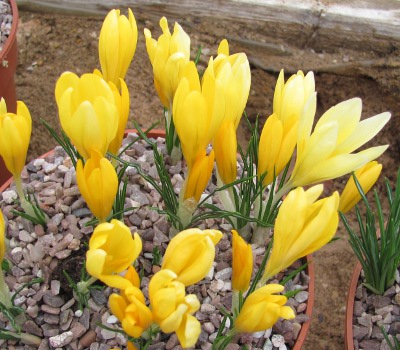 Pottertons Nursery - Crocus flavus --- light yellow clone 1138/20