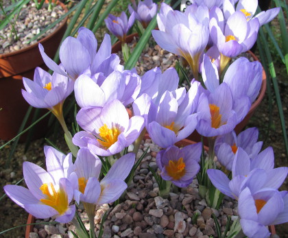 Pottertons Nursery - Crocus rujanensis