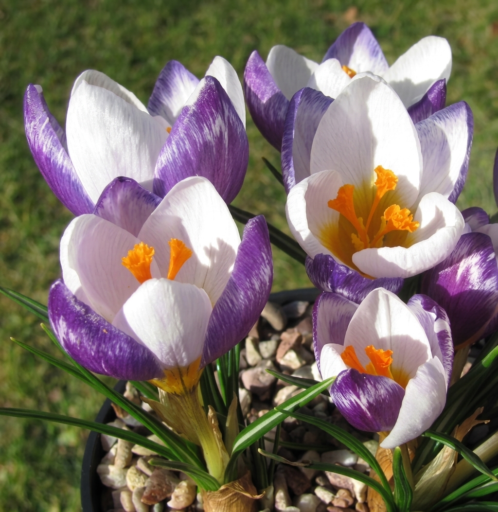 Pottertons Nursery - Crocus sieberi 'Hubert Edelsten'