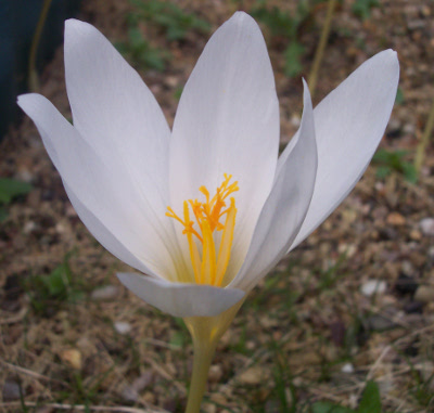 Pottertons Nursery - Crocus speciosus 'Albus' (AUT)