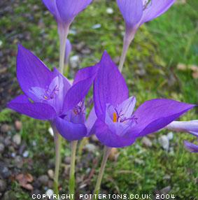 Pottertons Nursery - Crocus banaticus (AUT)