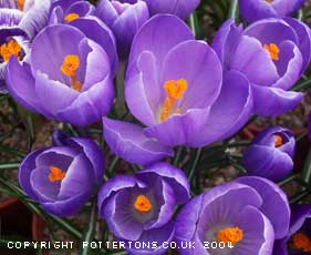 Pottertons Nursery - Crocus 'Queen of the Blues'