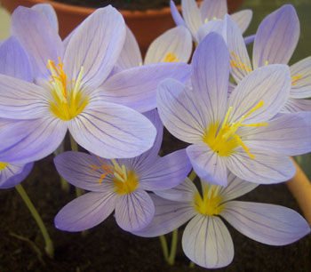Pottertons Nursery - Crocus pulchellus (AUT)