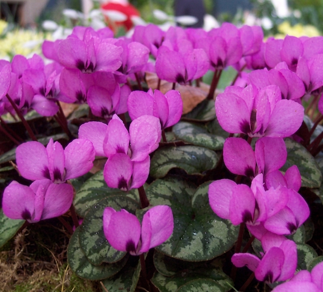 Pottertons Nursery - Cyclamen