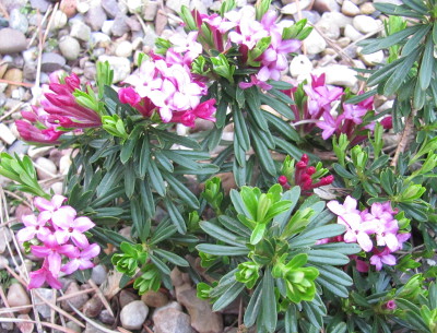 Pottertons Nursery - Daphne x schlyteri 'July Glow'