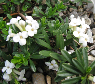 Pottertons Nursery - Daphne