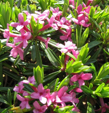 Pottertons Nursery - Daphne