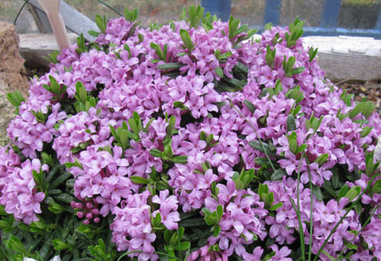 Pottertons Nursery - Daphne