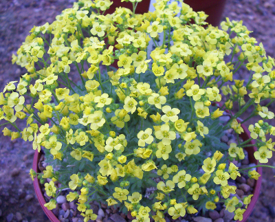 Pottertons Nursery - Draba