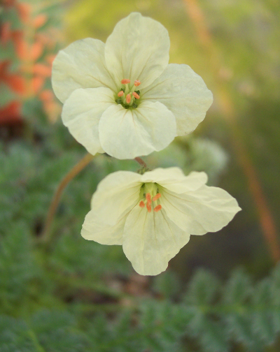 Pottertons Nursery - Erodium chrysanthum