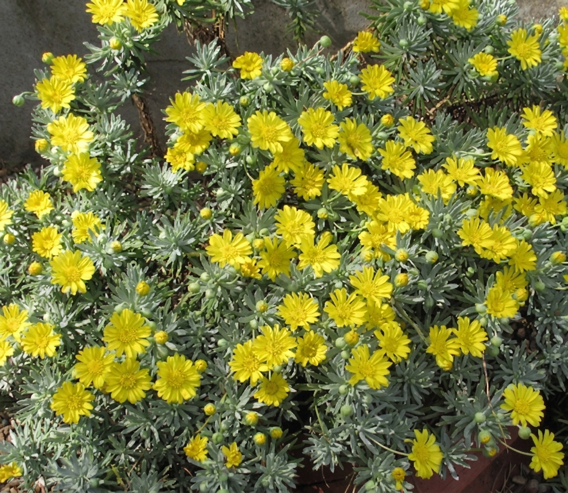 Pottertons Nursery - Euryops acraeus