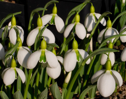 Pottertons Nursery - Galanthus