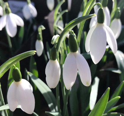 Pottertons Nursery - Galanthus 'Jessica'