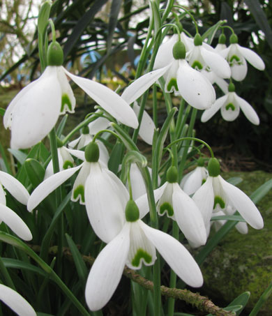 Pottertons Nursery - Galanthus 'Magnet'