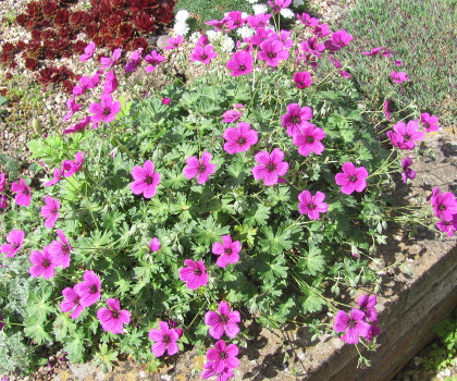 Pottertons Nursery - Geranium subcaulescens 'Giuseppii'