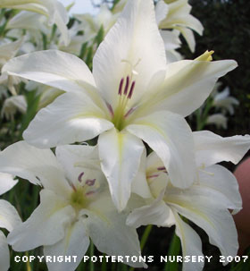 Pottertons Nursery - Gladiolus colvillei 'The Bride'