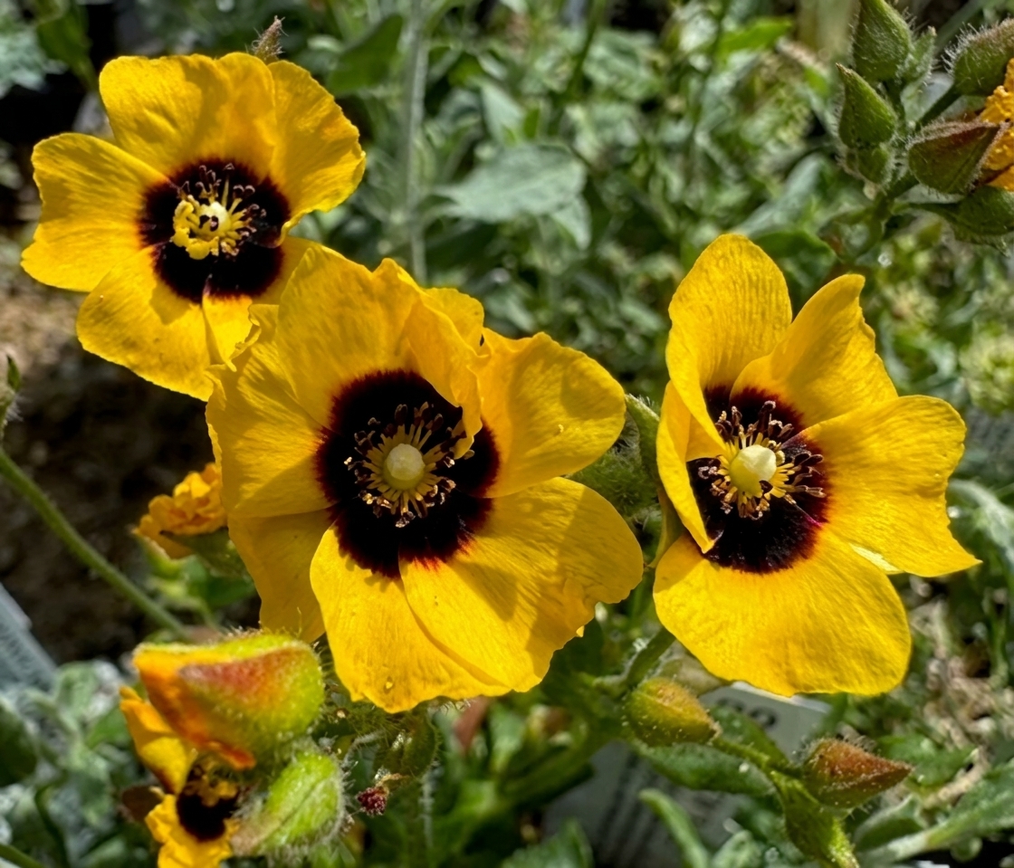 Pottertons Nursery - Halimium