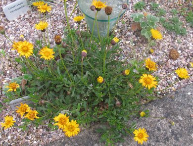 Pottertons Nursery - Haplopappus glutinosus