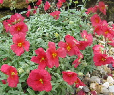 Pottertons Nursery - Helianthemum 'Beech Park Red'