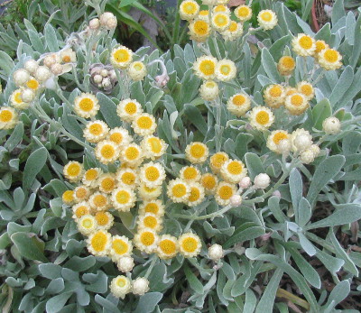 Pottertons Nursery - Helichrysum