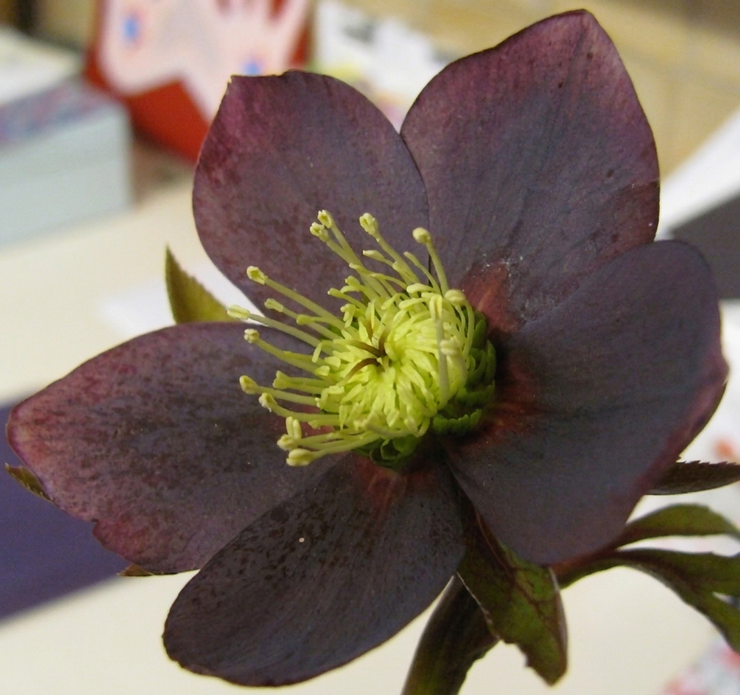 Pottertons Nursery - Helleborus x hybridus 'Red Lady'